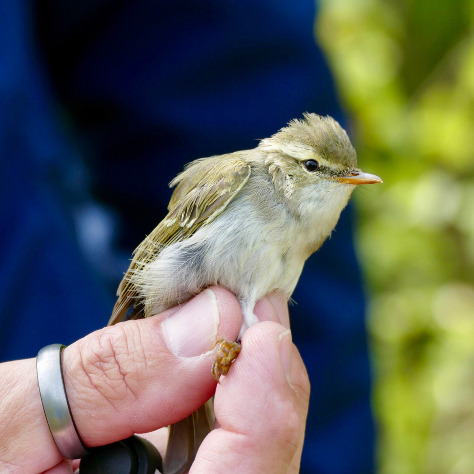 Study Abroad: Russia Avian Experience
